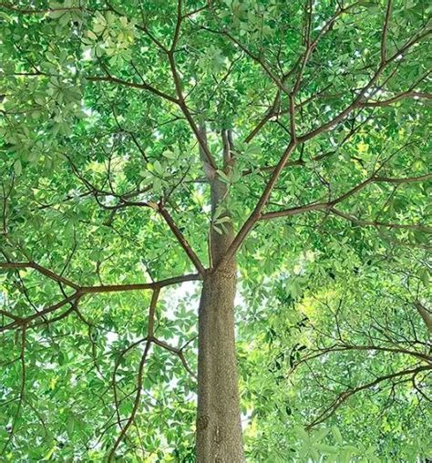 Pule Informasi Pohon Kota Semarang