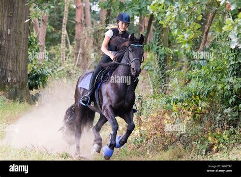 Reitpferd Im Wald Fotos Und Bildmaterial In Hoher Auflösung Alamy