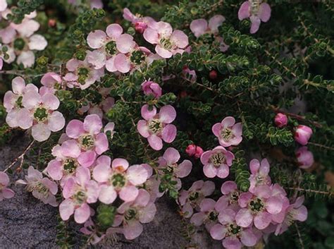 Leptospermum Rotundifolium Julie Ann Wholesale Nursery Nurseries In Melbourne Sydney