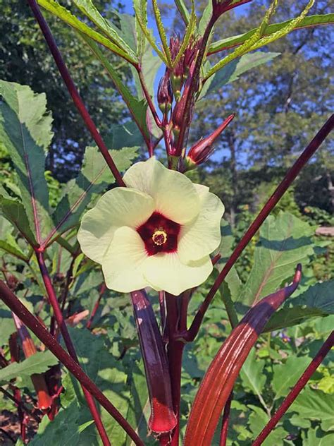I Love Red Burgundy Okra Plants