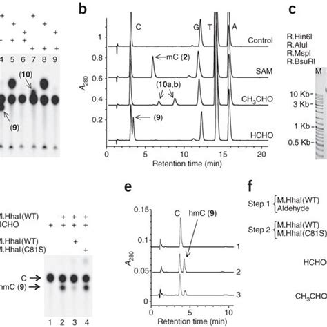 Reversible Covalent Modifications Of Cytosine With Aliphatic Aldehydes Download Scientific