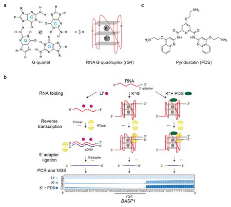 Rg4 Seq A New Method For Rna G Quadruplex Rg4 Transcriptome