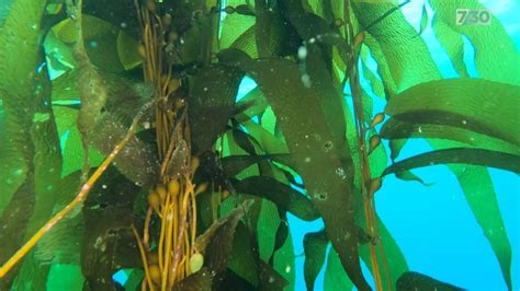 The Desperate Bid To Revive The Giant Kelp Forests Of Tasmania Abc News