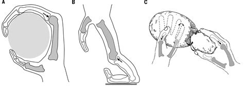Australopithecus Afarensis Drawing
