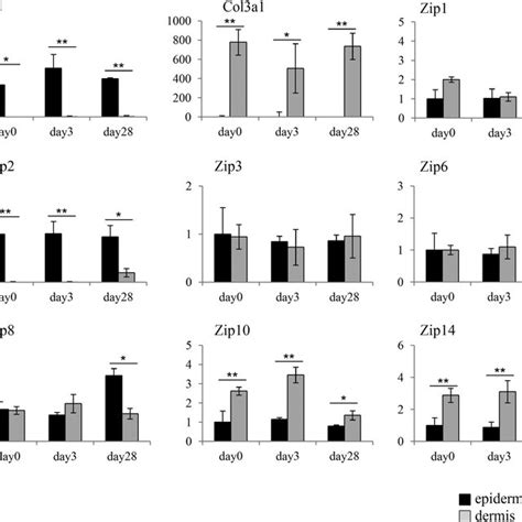 Expression Patterns Of Zip Proteins Gene Expression Analysis Of Zip Download Scientific