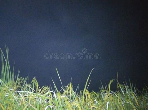 The Look Of Grass At Night Stock Image Image Of Sunlight 222251305