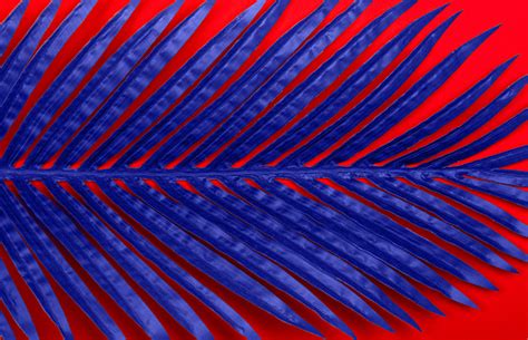 빨간 배경에 신선한 파란색 열대 야자수 잎입니다 복사 레터링 텍스트 공간을 위한 빈 공간입니다 미니멀 한 스타일 포스터 디자인 템플릿입니다 0명에 대한 스톡 사진 및 기타