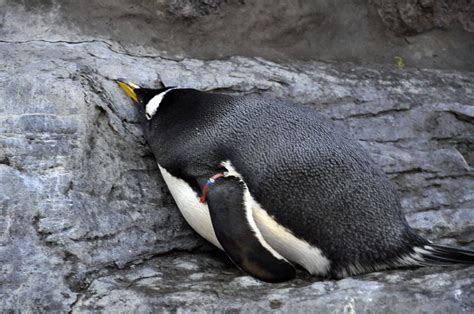 Fat Penguins