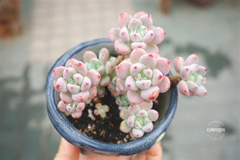 라울 다육이 키우는법 라울 다육식물 키우기 네이버 블로그