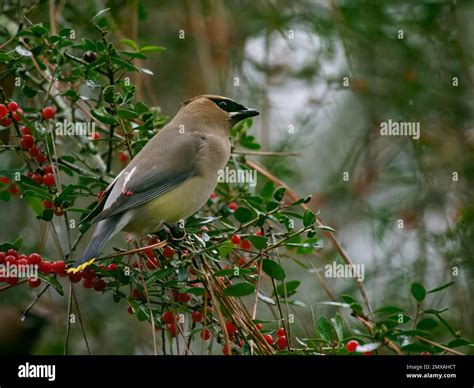 A Single Cedar Waxwing Bird Perched On A Yaupon Holly Tree With Red
