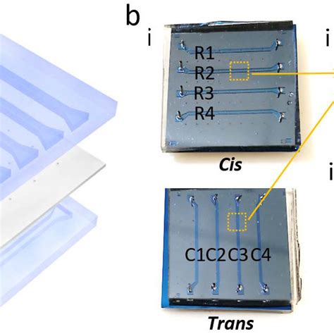 Structure Of The Microfluidics Of The Nanopore Optical Detection Download Scientific Diagram