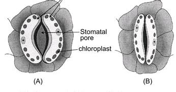 Draw The Figures Of An Open And A Closed Stomata NCERT Solutions CBSE Sample Papers And