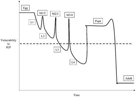 Aphidophagous Holometabolous Insects Susceptibility To Intraguild