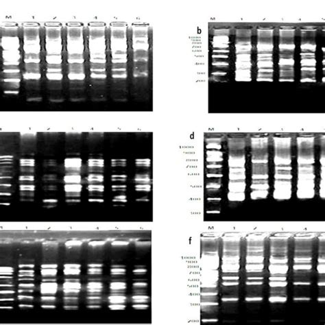 Agarose Gel Electrophoresis Of Poly Chain Reaction Rapd Pcr Products Download Scientific