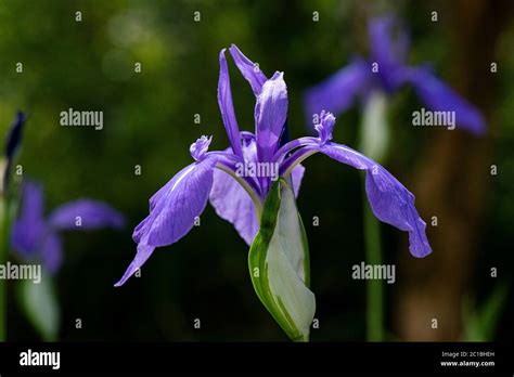 Iris subg limniris Fotos und Bildmaterial in hoher Auflösung Alamy
