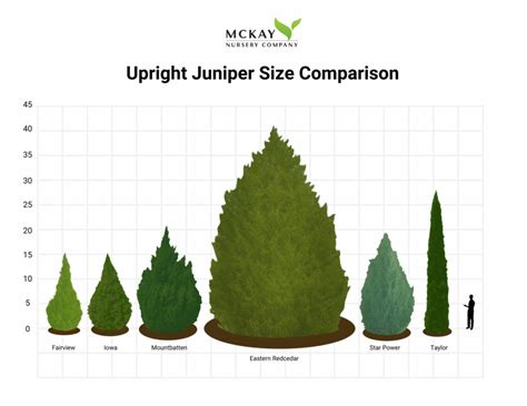 Upright Juniper Varieties Upright Junipers — Bradys West