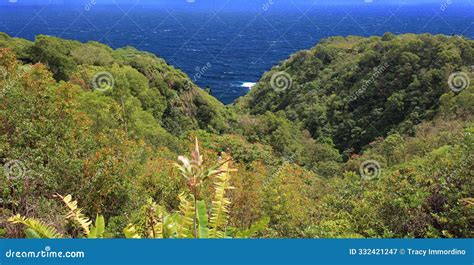 A Scenic Outlook Overlooking A Canopy Of Trees Leading To The Pacific