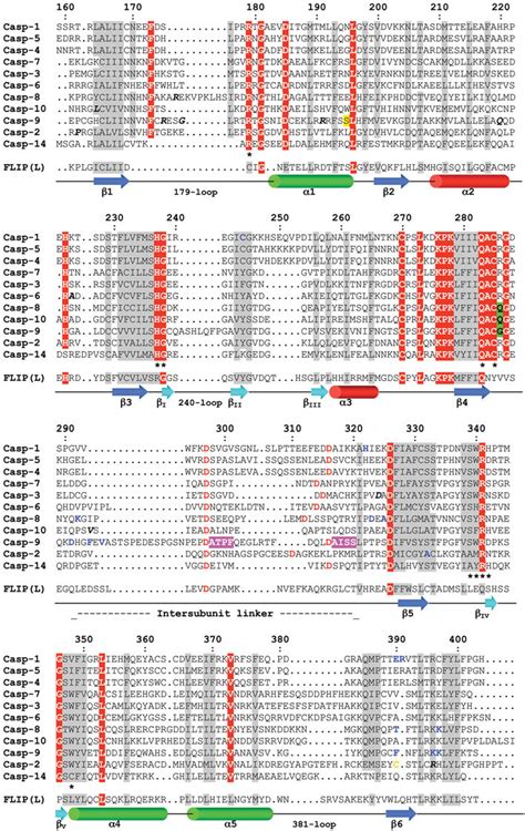 Structure Based Sequence Alignment Of Human Caspase Domains Download