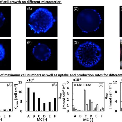 I Fluorescence Microscopic Image Of The Different Microcarriers Mcs