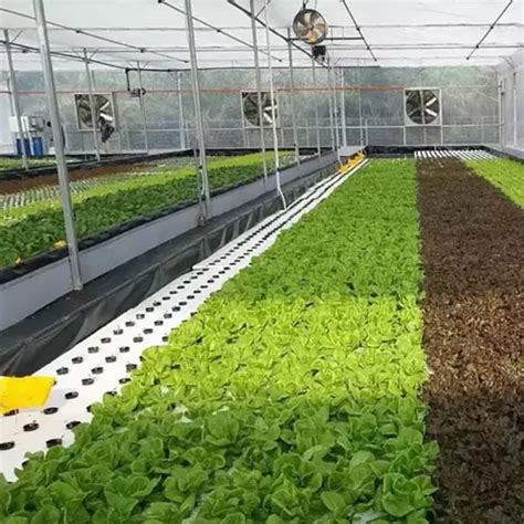 Balsas Flotantes De Hidroponía Dwc Para El Cultivo De Verduras En
