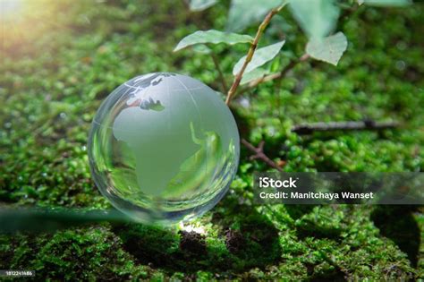 자연을 상징하는 푸른 숲 식물로 둘러싸인 유리 지구본 환경 보호 지속 가능성 Esg 녹색 에너지 지속 가능 세계 환경의 날 개념