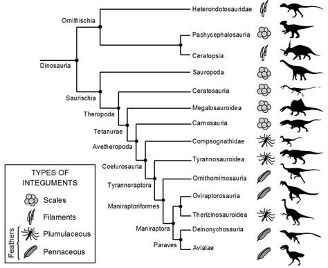 Cladogram Showing Distribution Of Feathers In Dinosaurs Paleontology