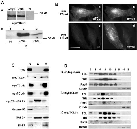 Figure 1 From The Gtpgdp Cycling Of Rho Gtpase Tcl Is An Essential Regulator Of The Early