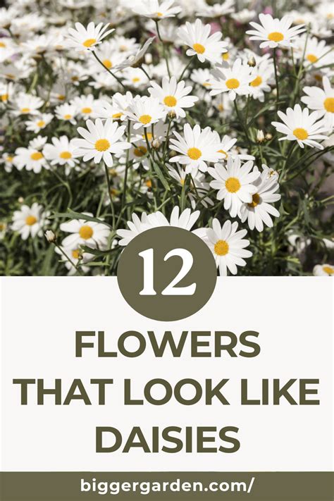 Best 12 12 Different Flowers That Look Like Daisies Growing Guides Artofit