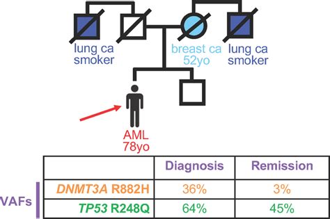 Persistence Of Deleterious Variants In Genes Known To Confer Germline Download Scientific