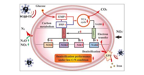 How β Cyclodextrin Functionalized Biochar Enhanced Biodenitrification