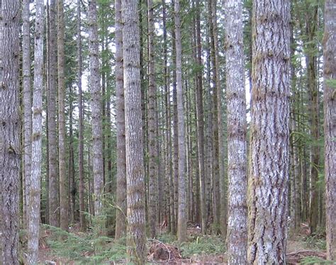 5 1 Stand Structure Forest Measurements