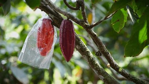 Cocoa Pod Plastic Images Stock Photos D Objects Vectors Shutterstock