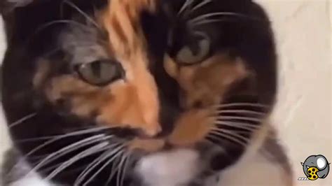 مخمل خونه مادربزرگه فیلو