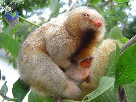 This Adorable Animal Might Become Your New Favorite