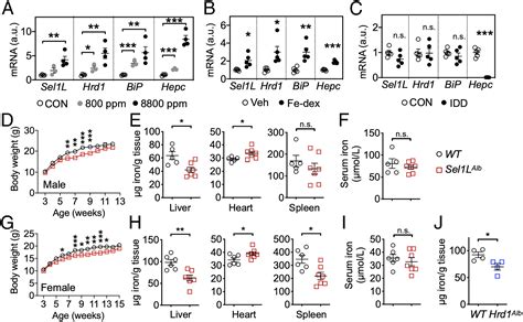 Hepatic Sel1l Hrd1 Er Associated Degradation Regulates Systemic Iron Homeostasis Via