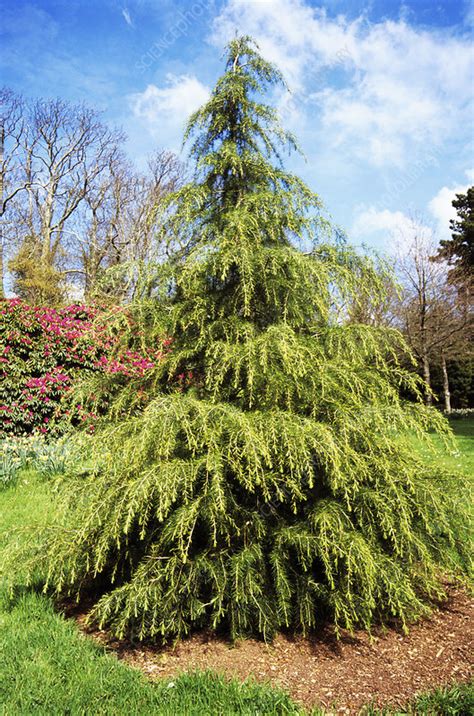 Deodar Cedar Tree Stock Image B6010258 Science Photo Library