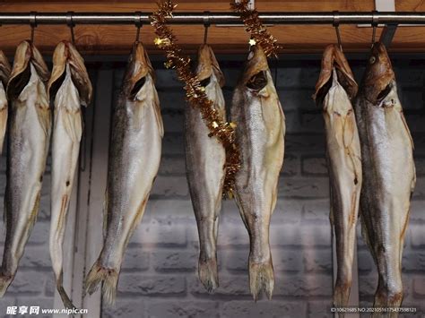 鱼 摄影图海洋生物生物世界摄影图库昵图网