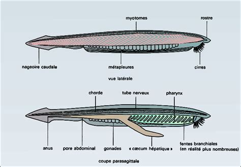 Branchiostoma Diagram