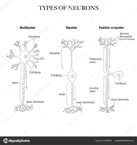 Tipos Neurons Multipolar Pseudounipolar Anatomia Bipolar Ilustração