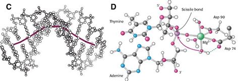 Biochemistry Why Do Type Ii Restriction Endonucleases Cleave At