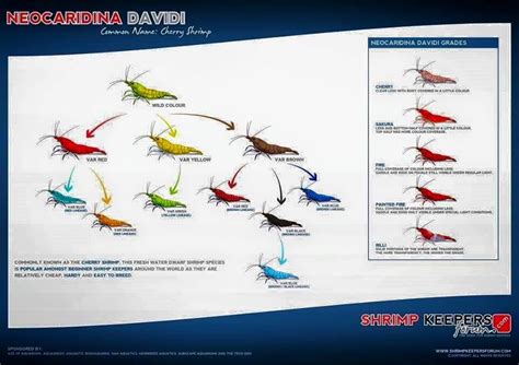 Aquarium Shrimp Breeding Cycle At Kevin Davidson Blog
