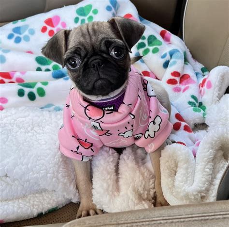Elsa Az Pug Life Rescue Society