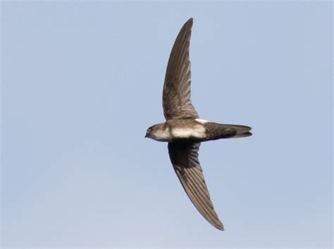 Antillean Palm Swift