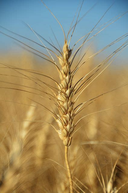 Head Of Wheat Close Up Photography