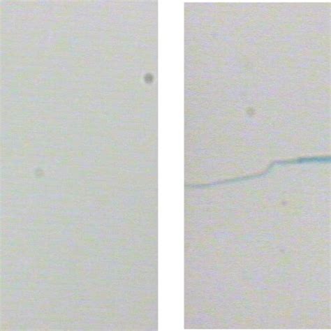 Sperm Images For WrightGiemsa Staining Download Scientific Diagram