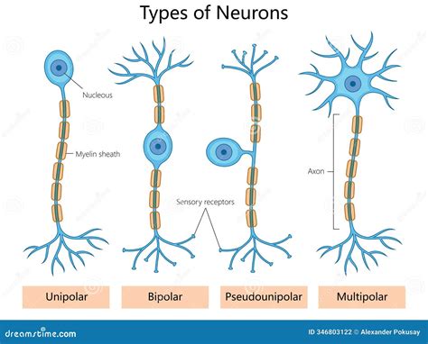 Neuron Pseudounipolar Anatomy Infographic Vector Illustration 124622092