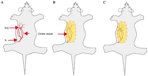 Schematic View Of Flap Elevated A And B Elevation Of The Flap Based Download Scientific