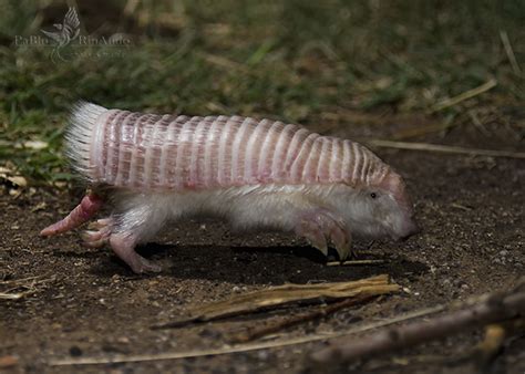 Pink Fairy Armadillos