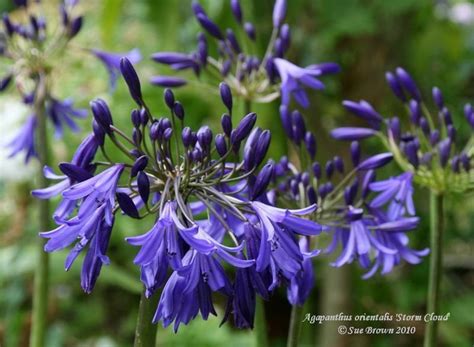 Plantfiles Pictures Agapanthus Lily Of The Nile African Lily Storm