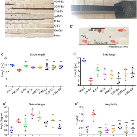 gait analysis for the rodents a footprints after the oa rats were